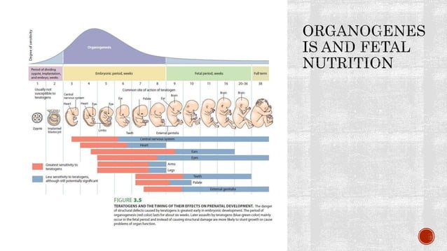 Physiology of Pregnancy and Parturition | PPTX | Pregnancy ...