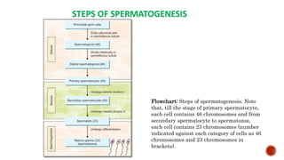 Spermatogenesis | PPTX