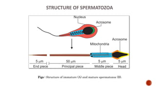 Spermatogenesis | PPTX