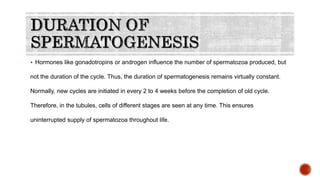 Spermatogenesis | PPTX