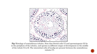 Male reproductive Sytem | PPTX