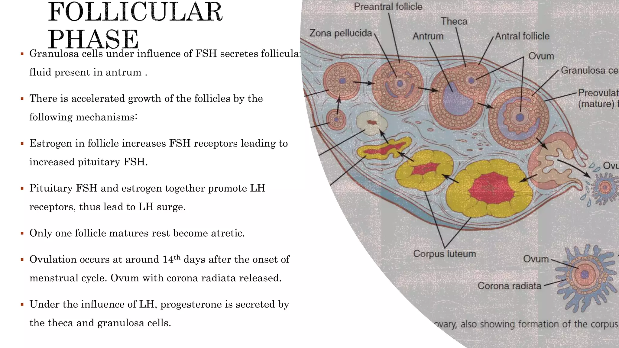 Female Reproductive System | PPTX