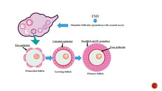 Female Reproductive System | PPT