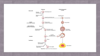 Female Reproductive System | PPT