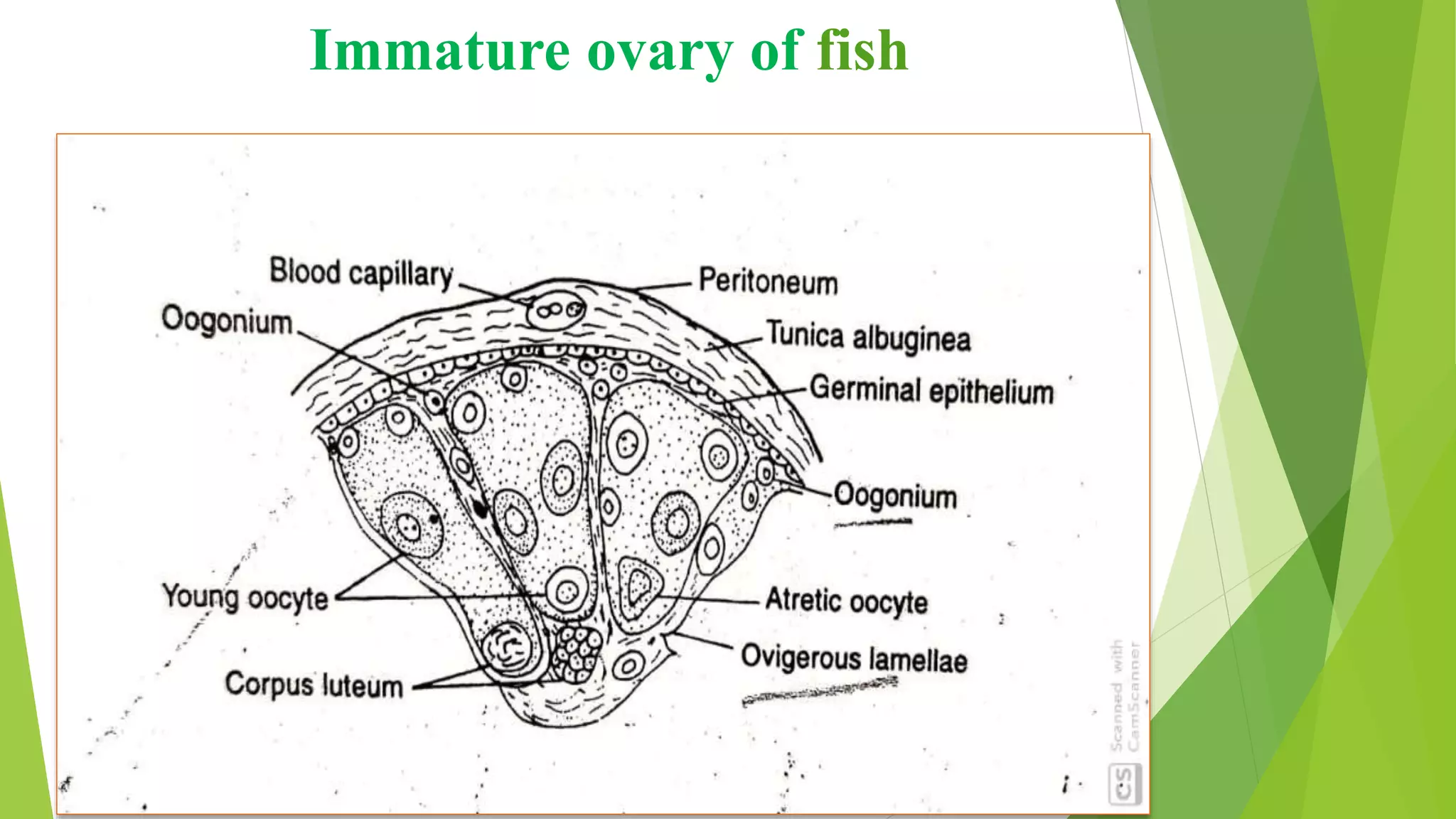 Reproductive physiology and morphology | PPTX