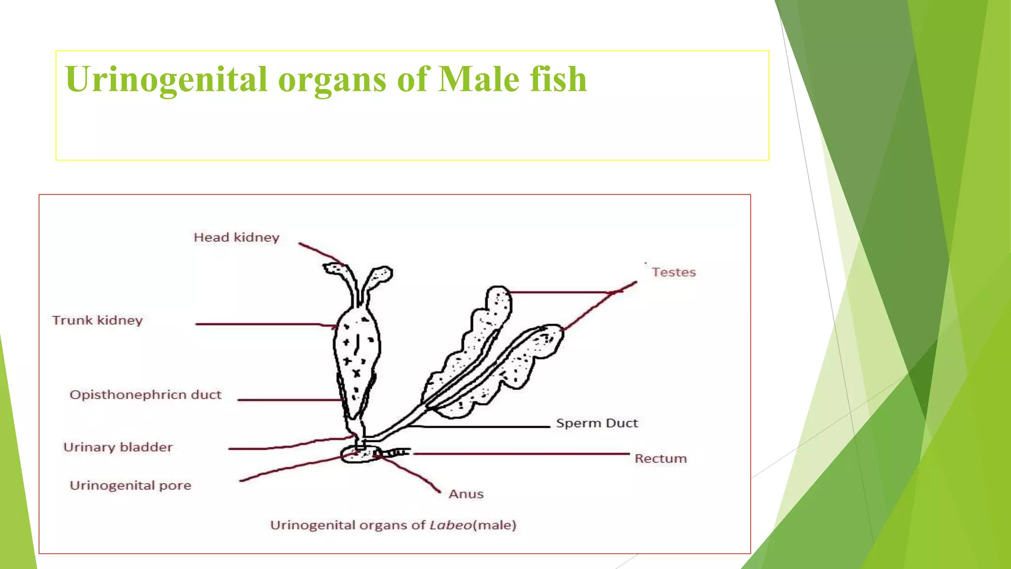 Reproductive physiology and morphology | PPTX | Infertility ...