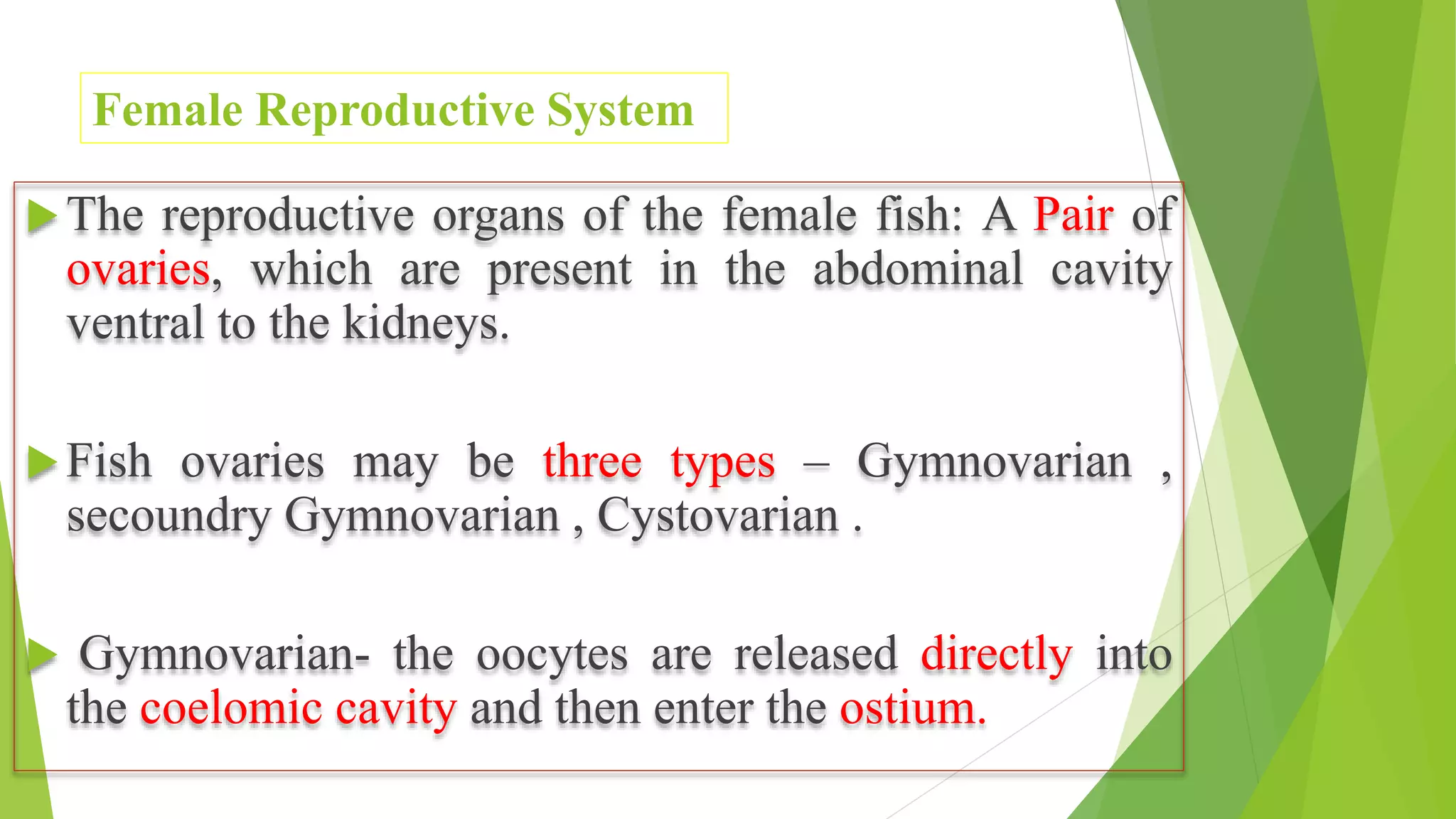 Reproductive physiology and morphology | PPTX