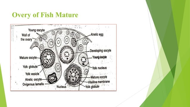 Reproductive physiology and morphology | PPTX | Infertility ...
