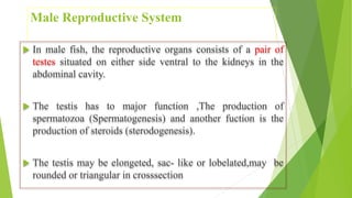 Reproductive physiology and morphology | PPTX