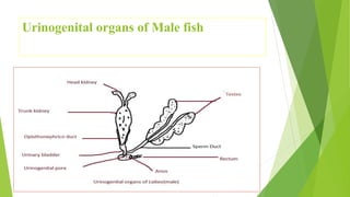 Reproductive physiology and morphology | PPTX