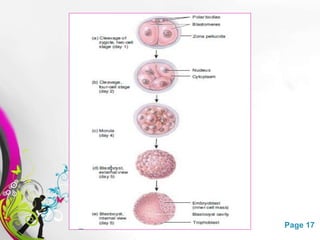 Reproductive physiology of pregnancy | PPTX