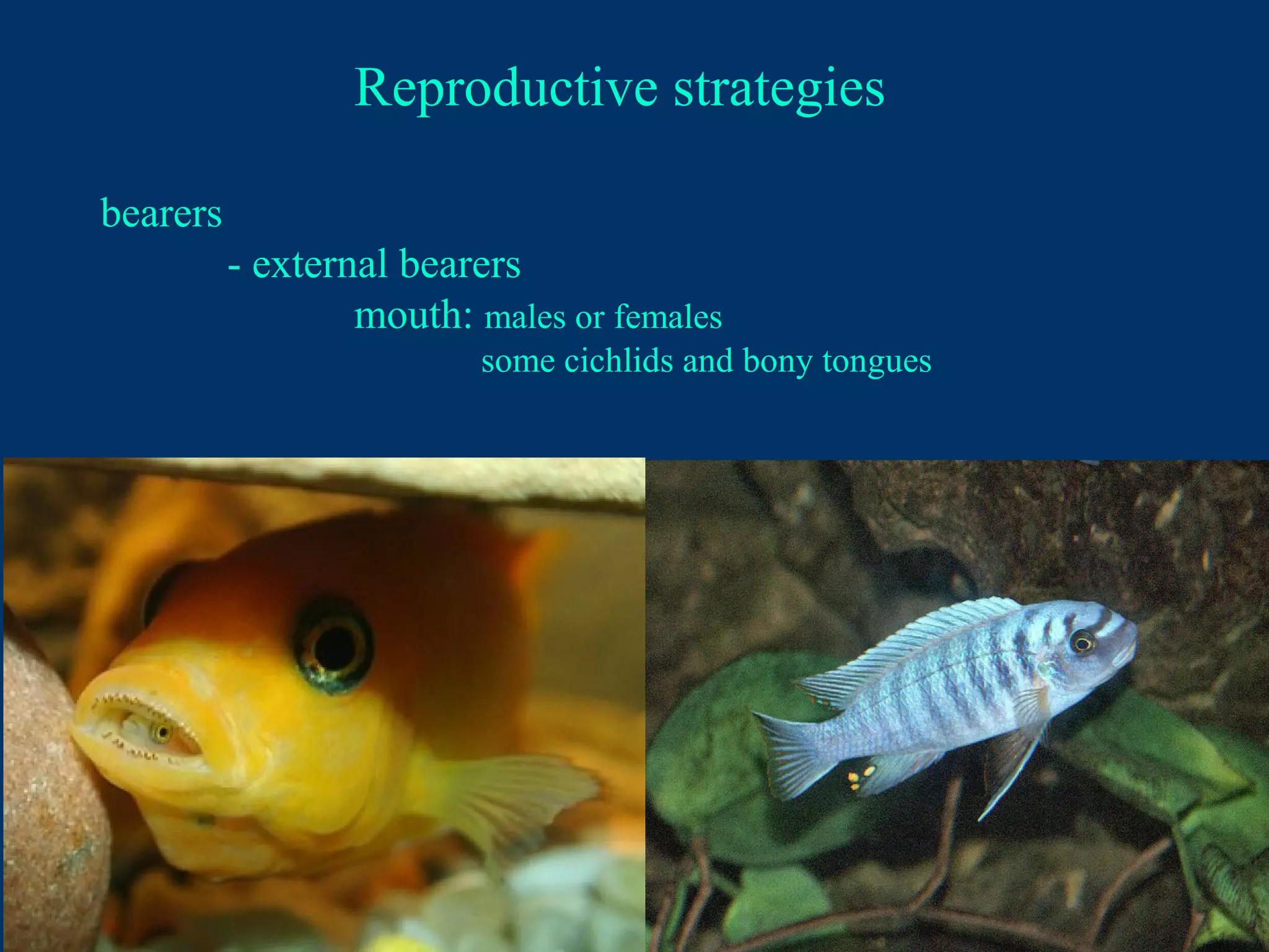 Reproductive strategies in fishes | PPT