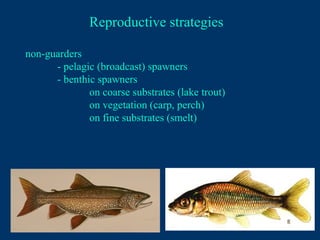 Reproductive strategies in fishes | PPT