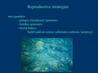 Reproductive strategies in fishes | PPT