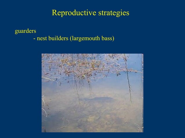 Reproductive strategies in fishes | PPT