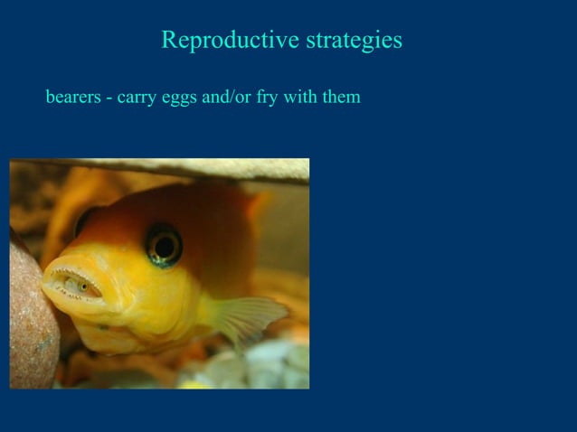 Reproductive strategies in fishes | PPT