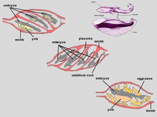 Reproductive strategies in fishes | PPT