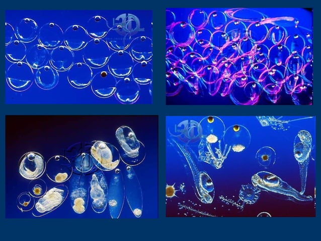 Reproductive strategies in fishes | PPT