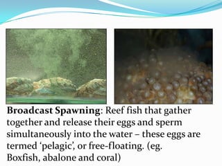 Reproductive strategies (bd) | PPTX