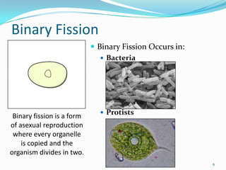 Reproductive strategies (bd) | PPTX