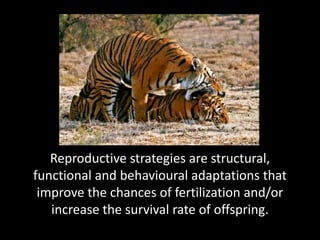 Reproductive strategies for survival | PPTX