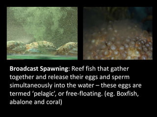 Reproductive strategies for survival | PPTX