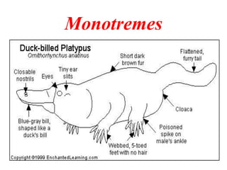 Reproductive Strategies in Mammals | PDF | Pregnancy | Reproductive Health