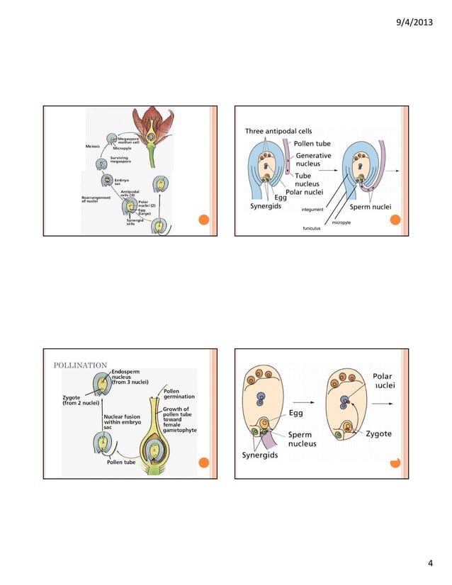Reproductive structures | PDF