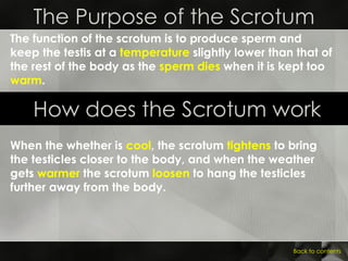 The Reproductive System | PPT