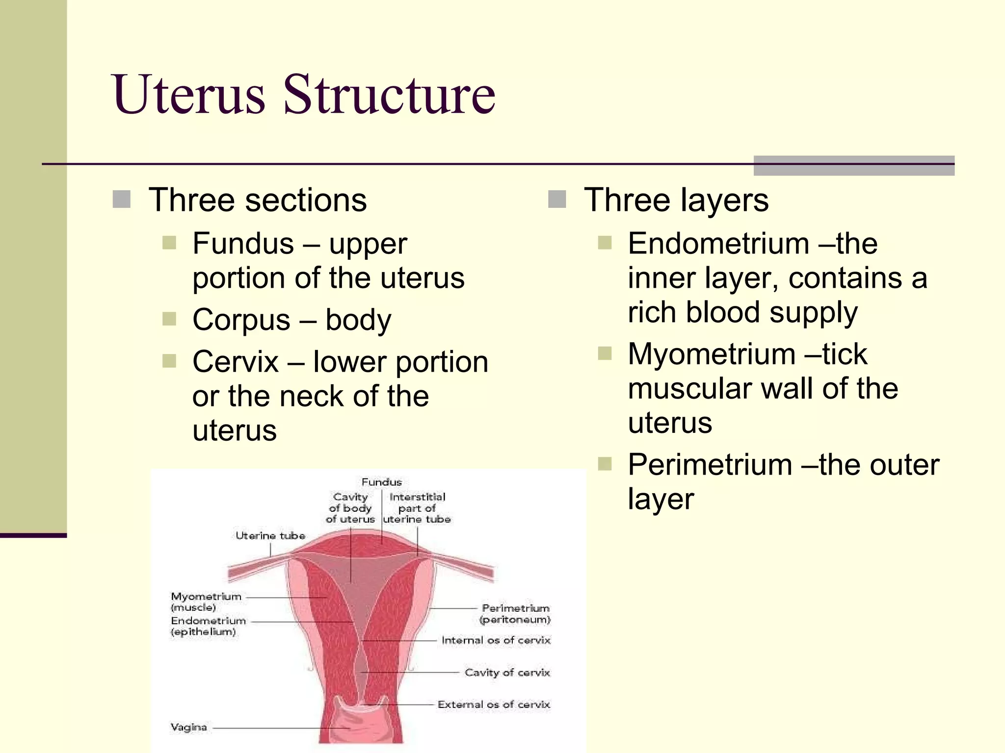Reproductive System | PPT