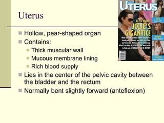 Reproductive System | PPT