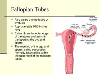 Reproductive System | PPT