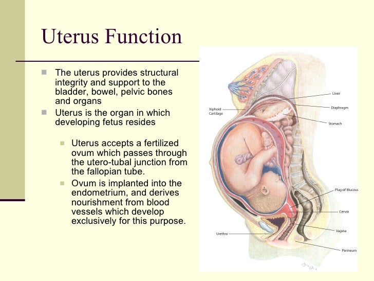 Hysterectomy Relevant Anatomy Hysterectomy Relevant Anatomy