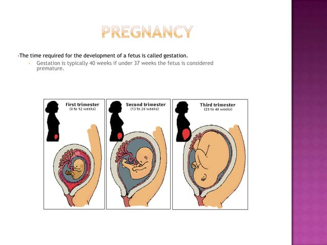 Reproductive System | PPTX | Pregnancy | Reproductive Health