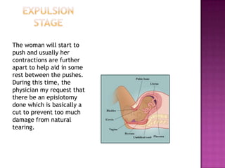 Reproductive System | PPTX | Pregnancy | Reproductive Health