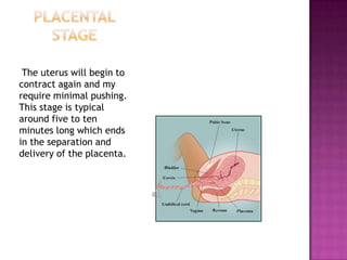 Reproductive System | PPTX