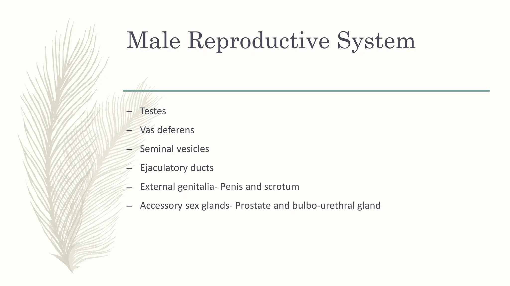 male reproductive system - definition, purpose | PPT