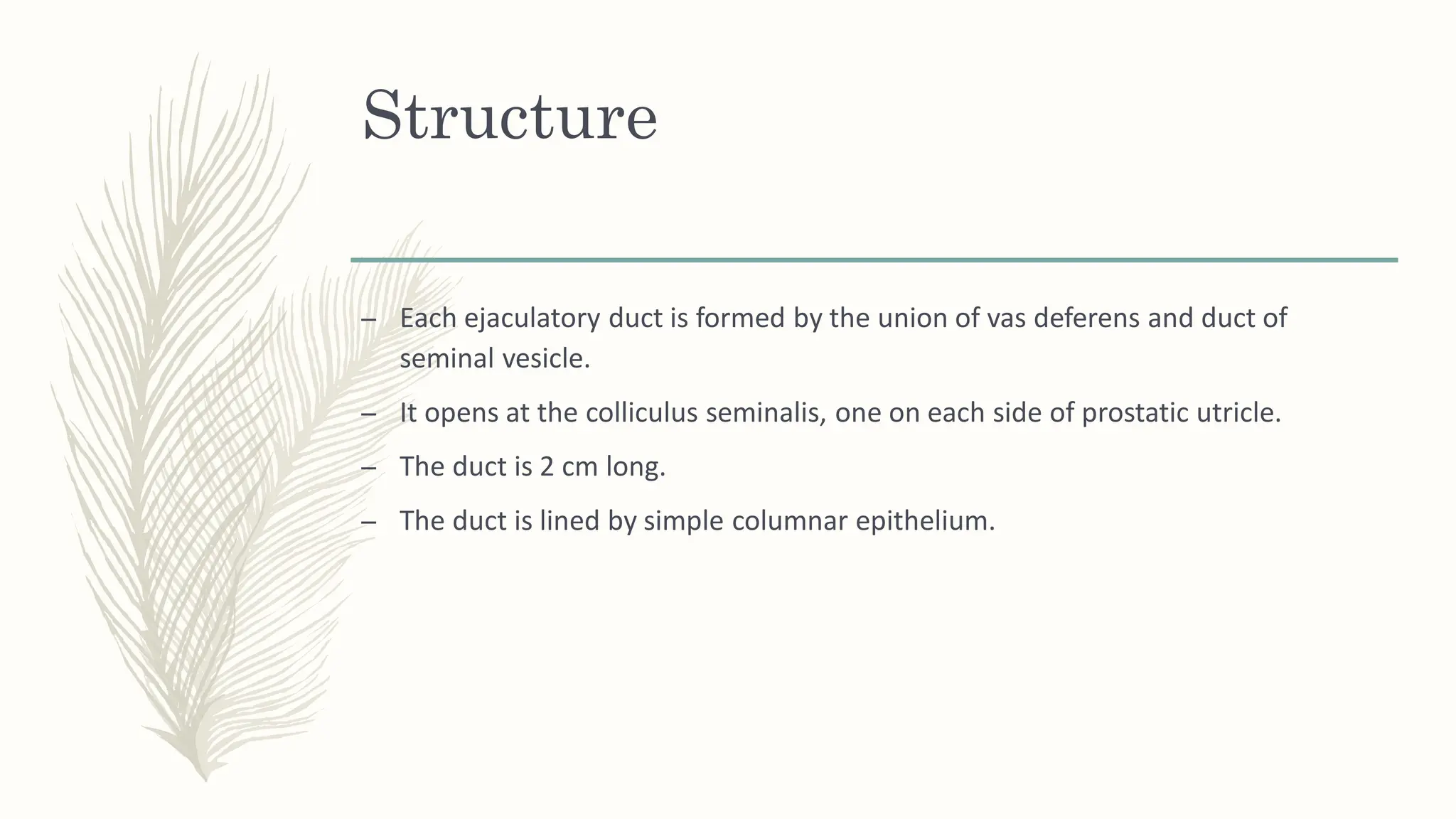 male reproductive system - definition, purpose | PDF
