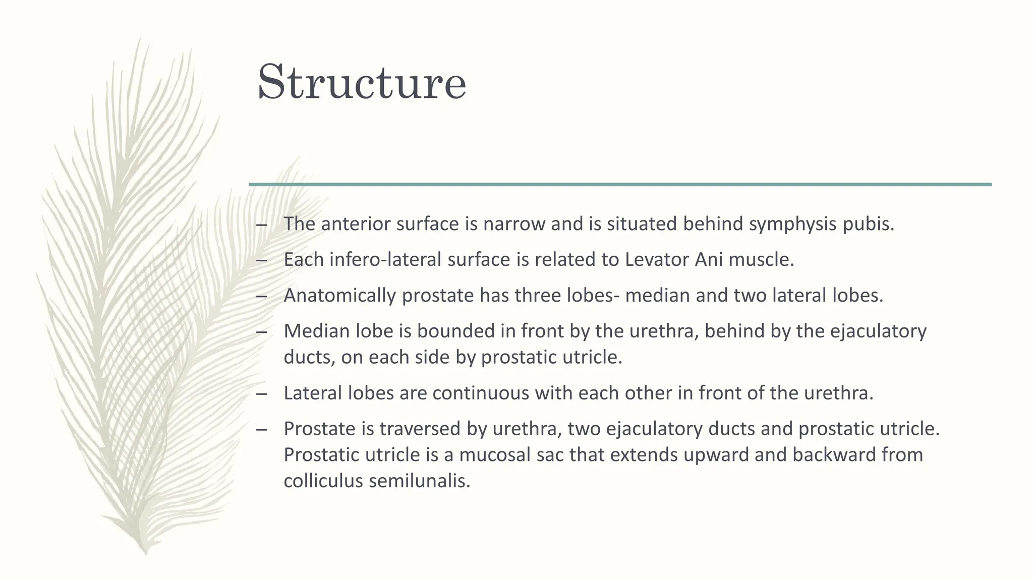male reproductive system - definition, purpose | PDF