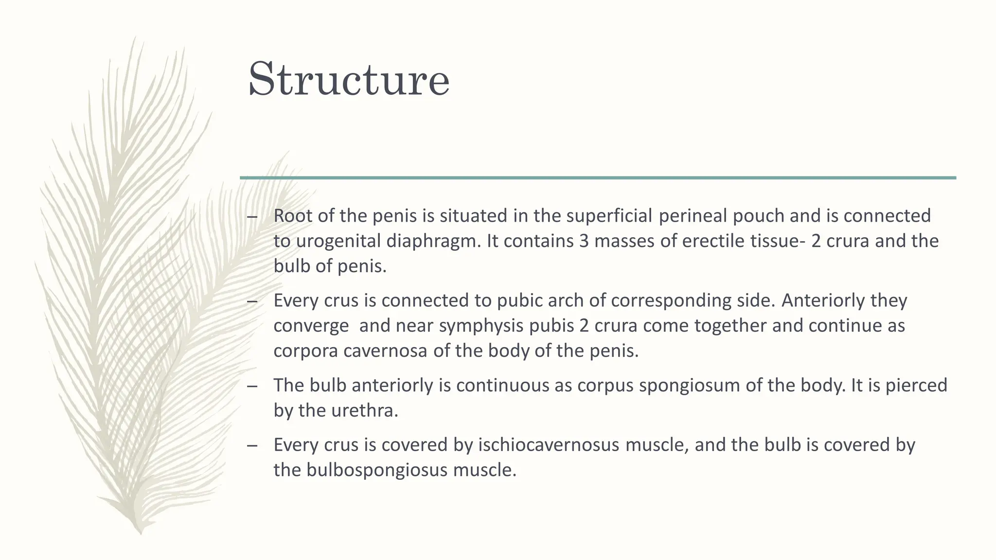 male reproductive system - definition, purpose | PDF