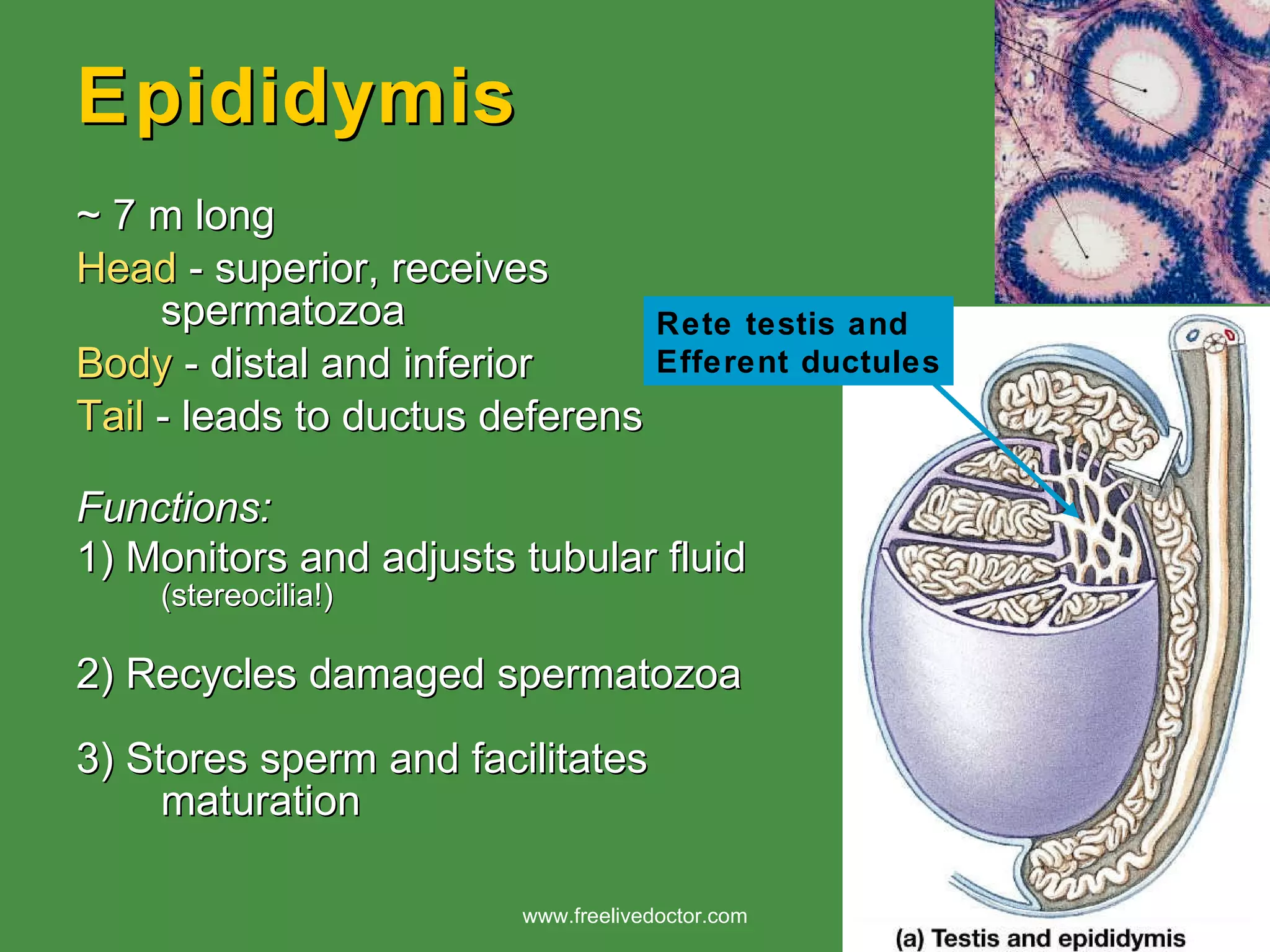 Reproductive System | PPT