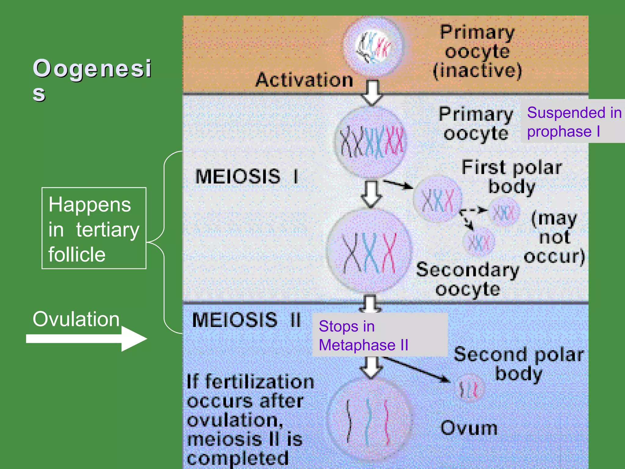 Reproductive System | PPT