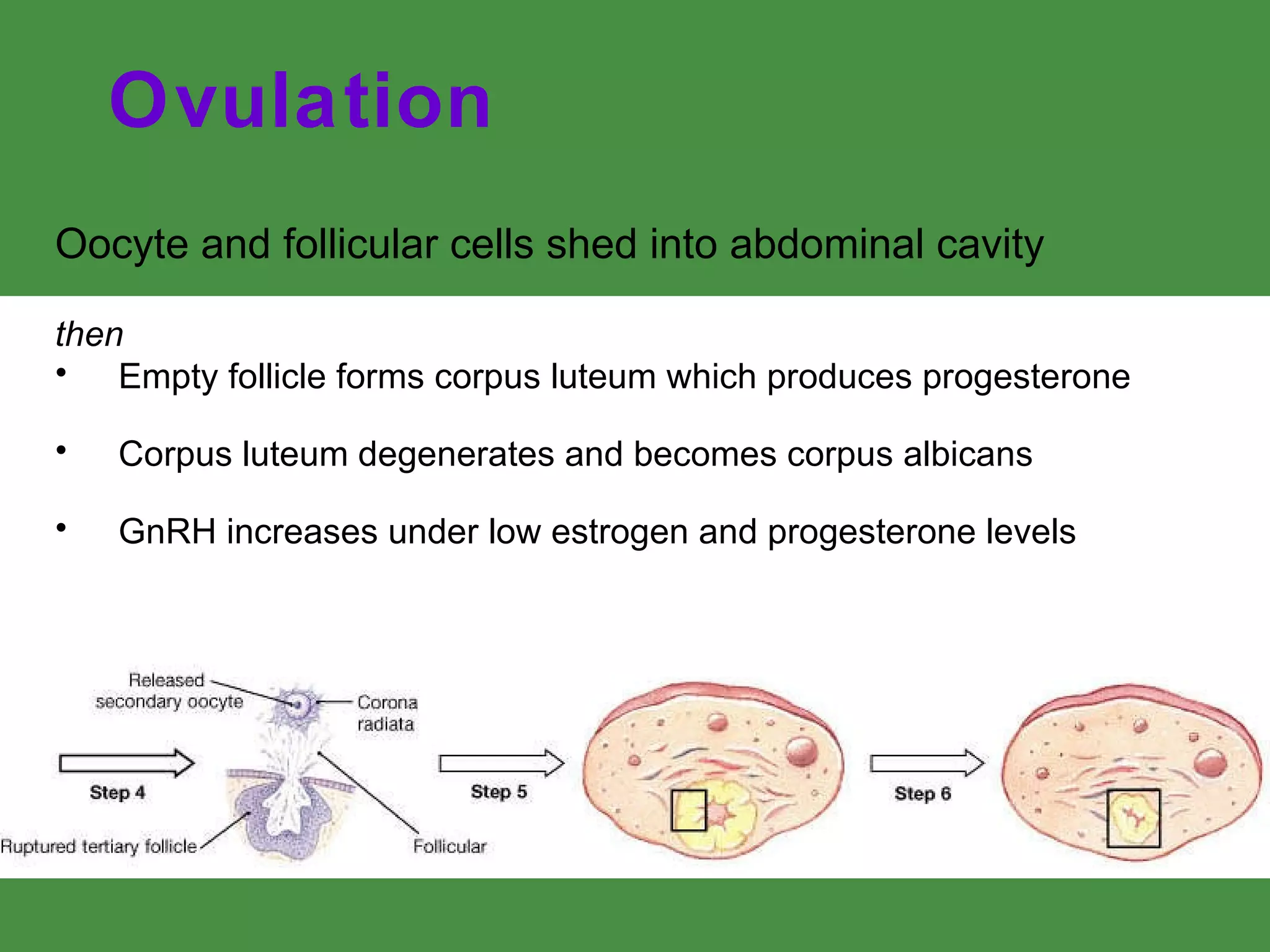 Reproductive System | PPT
