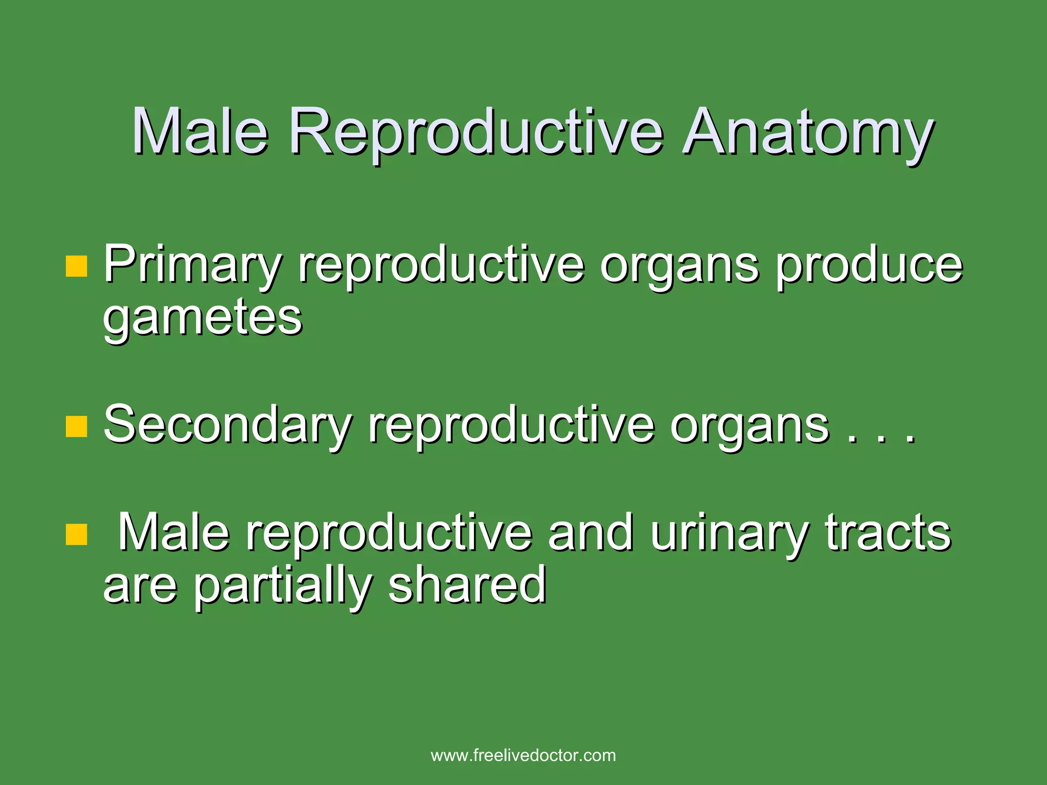Reproductive System | PPT