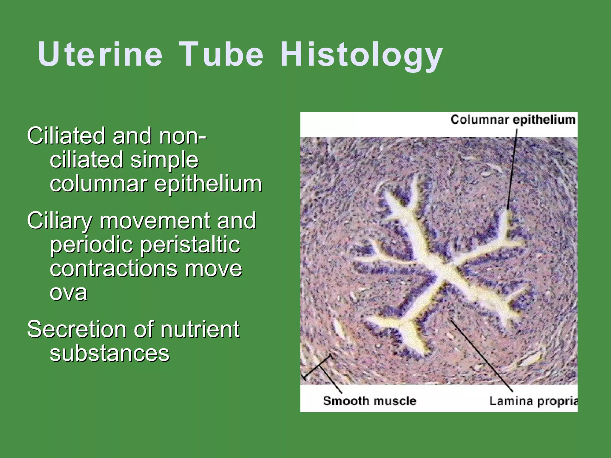 Reproductive System | PPT