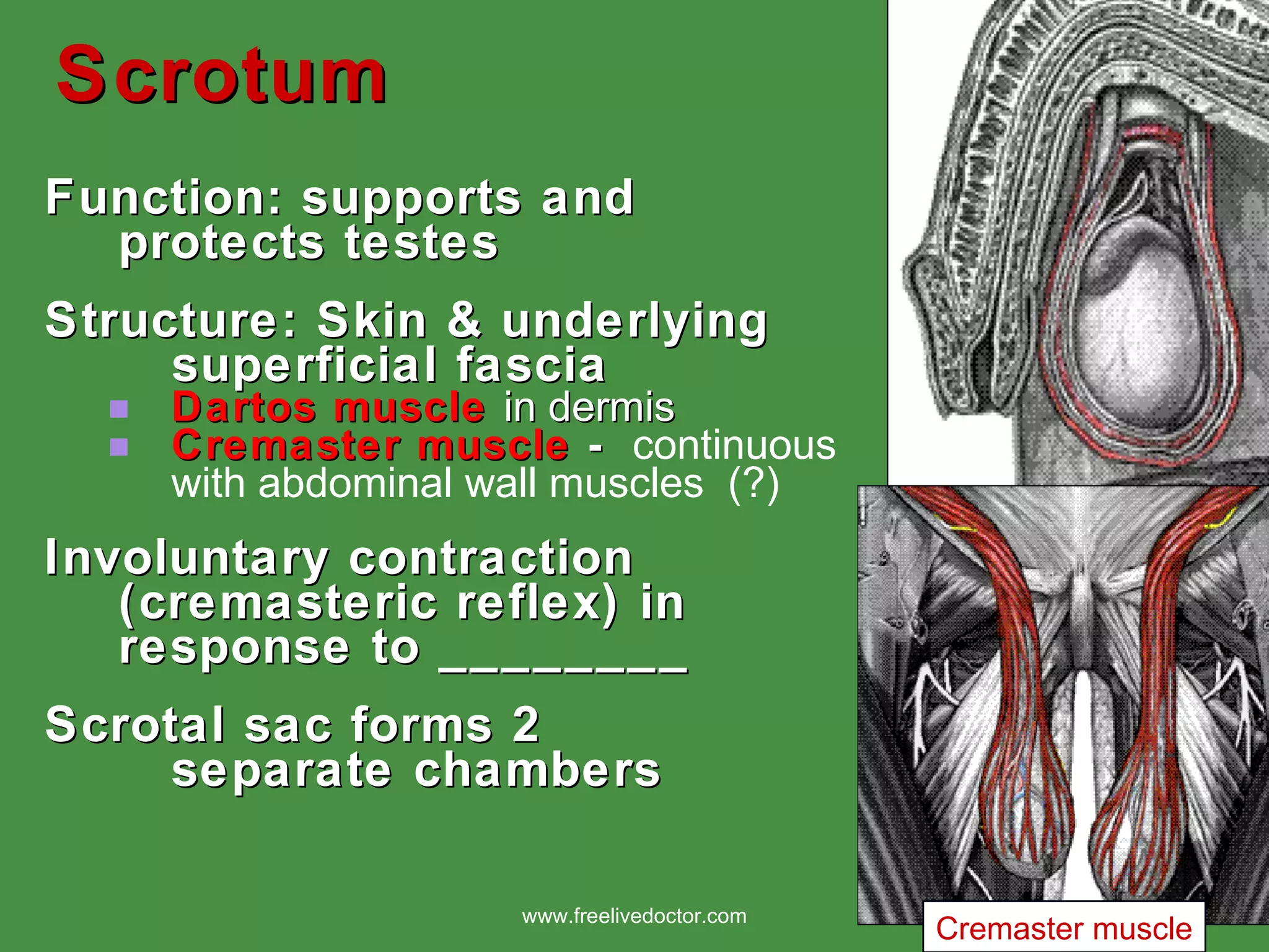 Reproductive System | PPT
