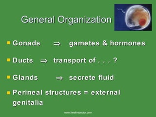 Reproductive System | PPT