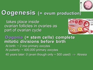 Reproductive System | PPT
