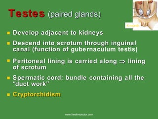 Reproductive System | PPT