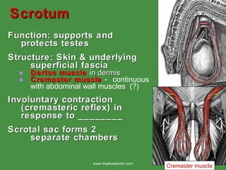 Reproductive System | PPT
